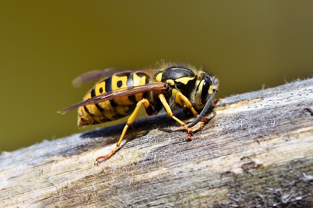 Wasp Extermination and Hornet Control- #1 Pest Agency In Burlington Wasp Extermination and Hornet Control- #1 Pest Agency In Burlington